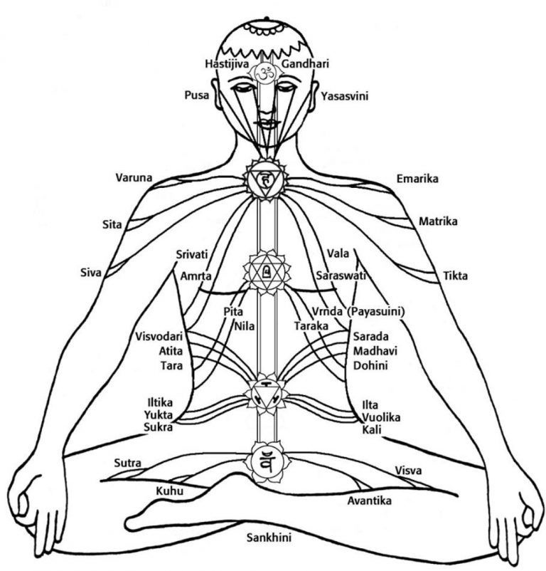 canales energéticos ayurveda nadis blog Vidhayoga